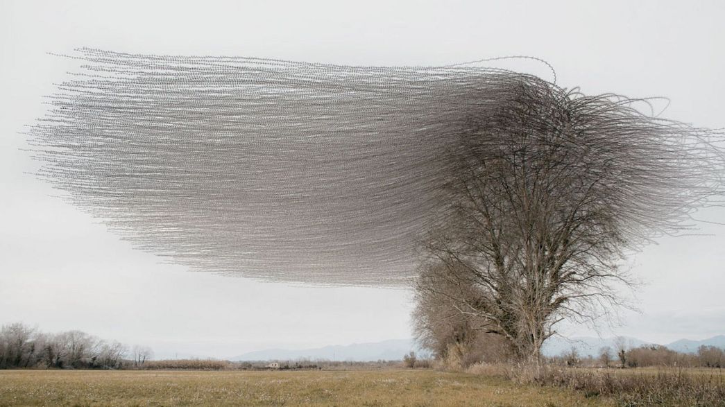 World Photography Day: Xavi Bou’s photos show the magical traces birds ...