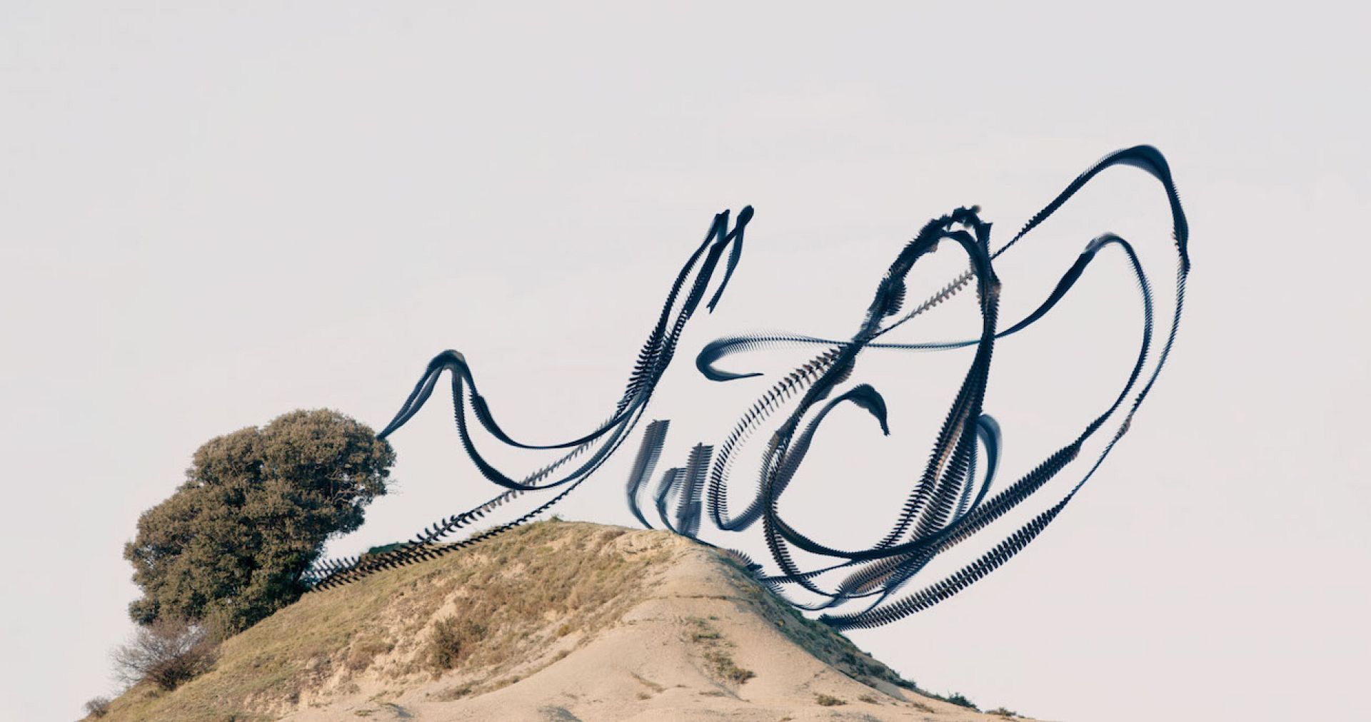 World Photography Day: Xavi Bou’s photos show the magical traces birds ...