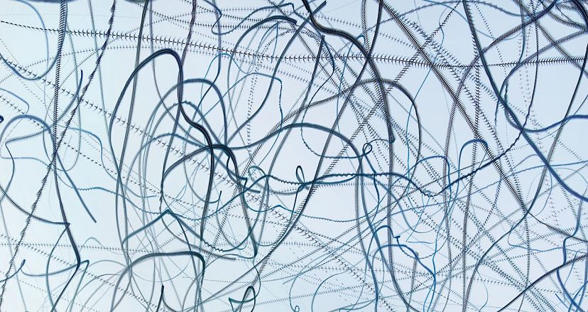 World Photography Day: Xavi Bou’s photos show the magical traces birds ...