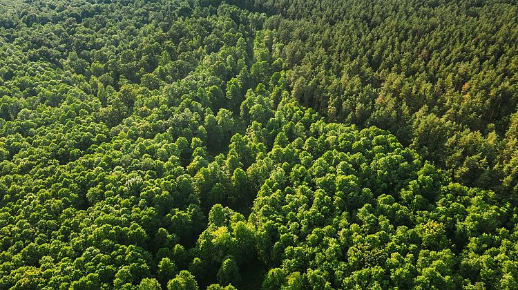 What is carbon removal? Experts explain why only cutting CO2 emissions ...