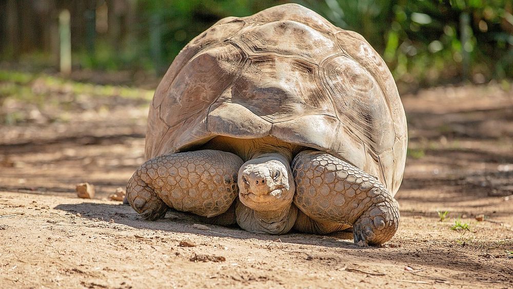 Four Galápagos giant tortoises ‘hunted and slaughtered’ for meat by ...
