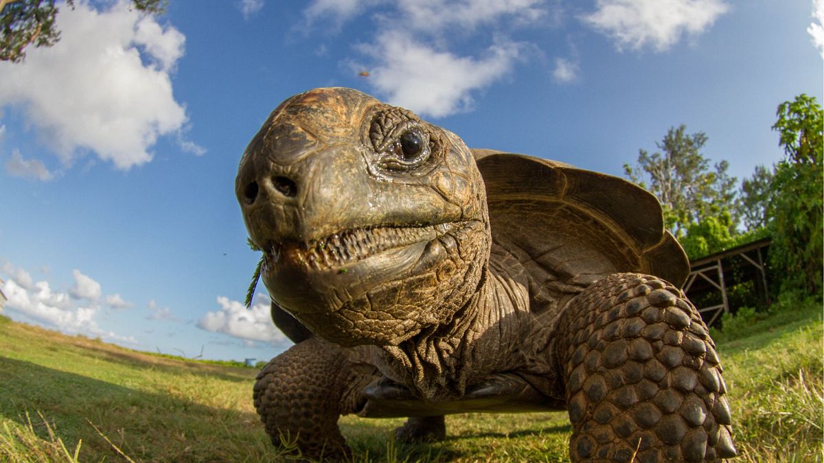 Four Galápagos giant tortoises ‘hunted and slaughtered’ for meat by ...