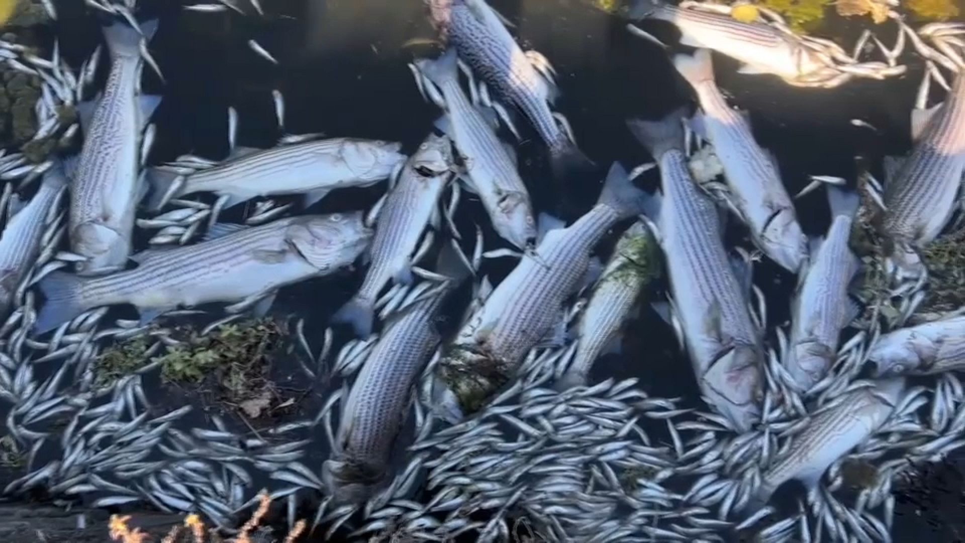 Video. Toxic algae bloom kills thousands of fish in San Francisco Bay ...