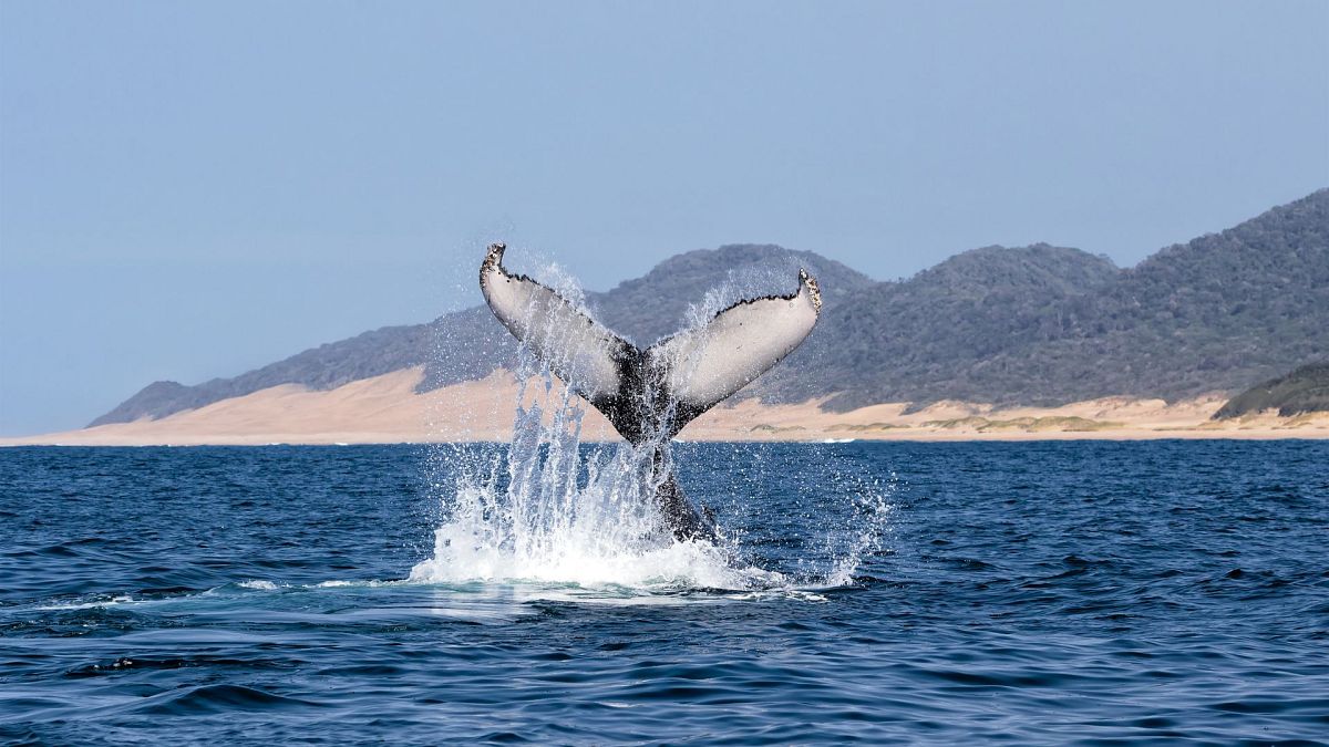 ‘Victory for the planet’: South African court revokes Shell’s oil and ...