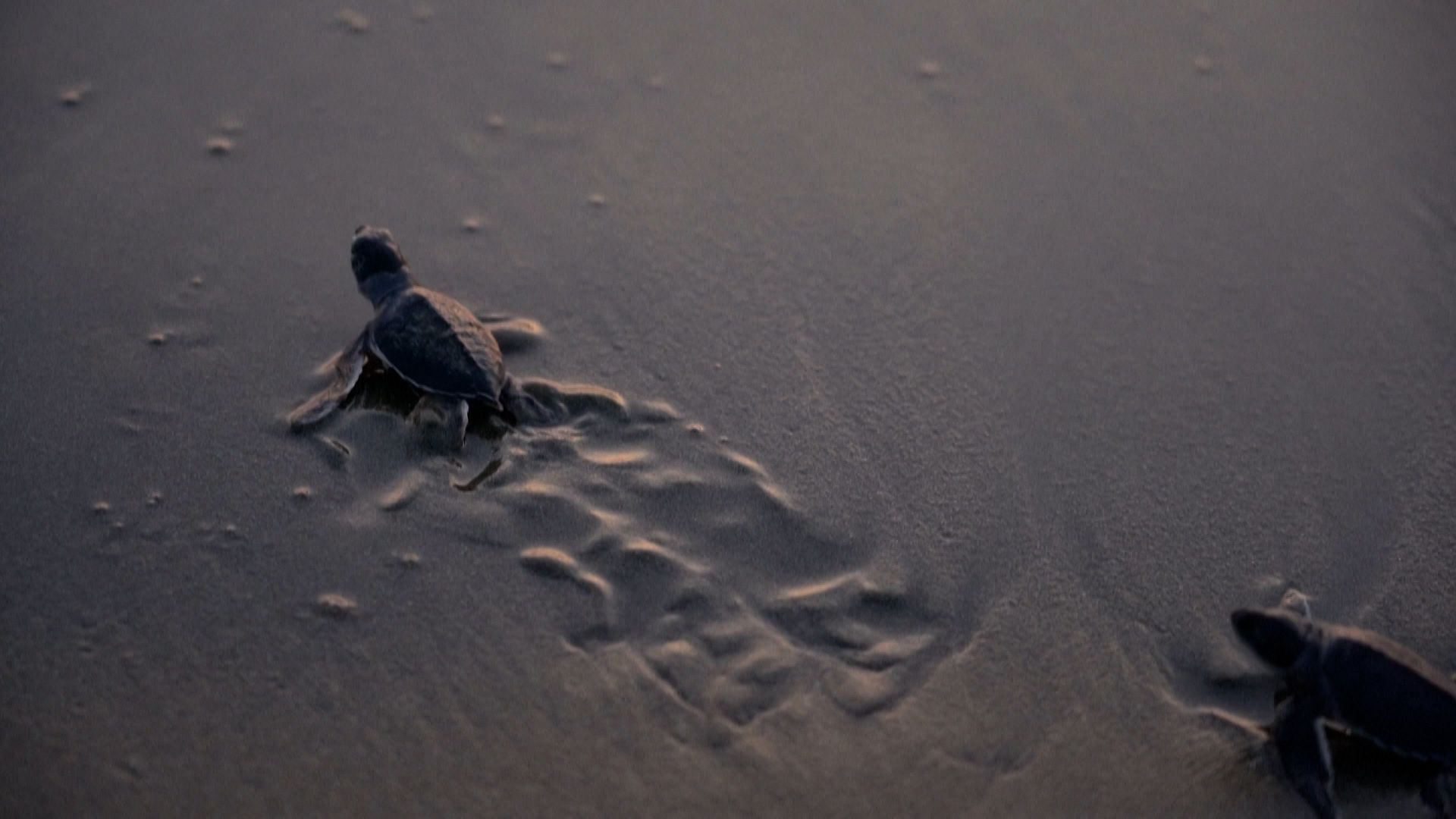 Video. NGO releases newly-hatched sea turtles on Cyprus's west coast at ...