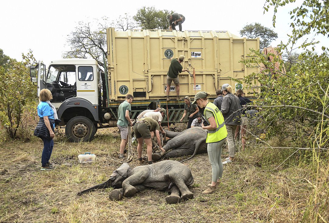 Has climate change replaced poaching as the biggest threat to wildlife ...