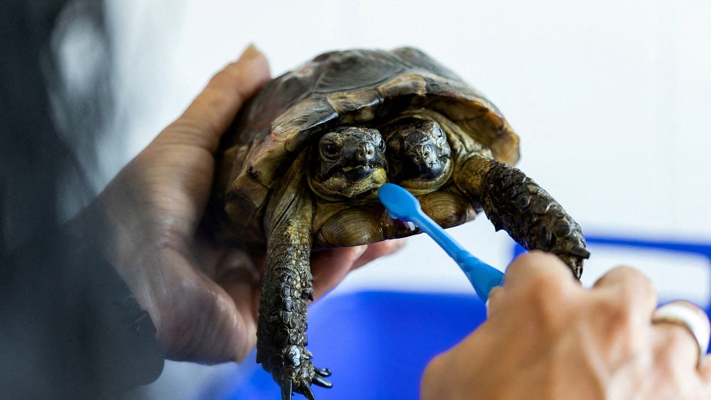 World's oldest two-headed tortoise celebrates at 25th birthday party in ...