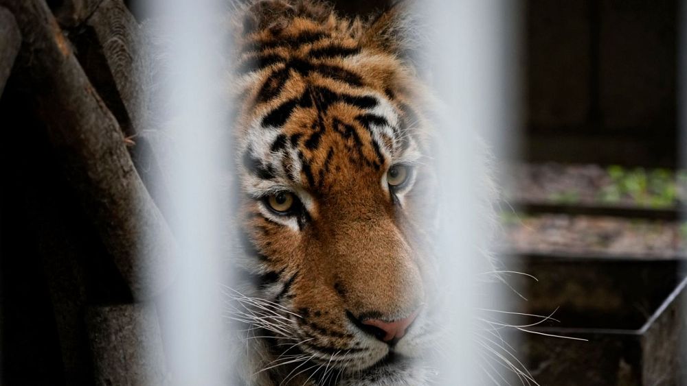 Slovakia on alert after escaped tiger from Ukraine seen in park | Euronews
