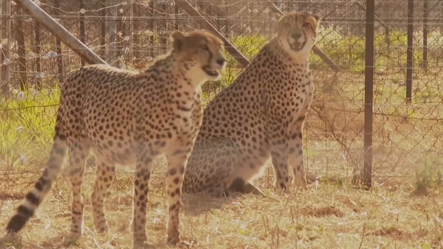Dél-Afrika gepárdokkal segíti ki Indiát és Mozambikot | Euronews