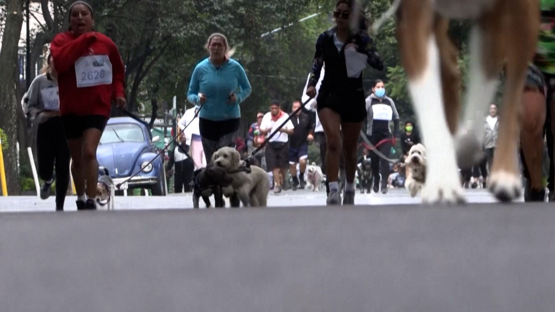 Video. Owners and dog run first canine marathon in Mexico City | Euronews