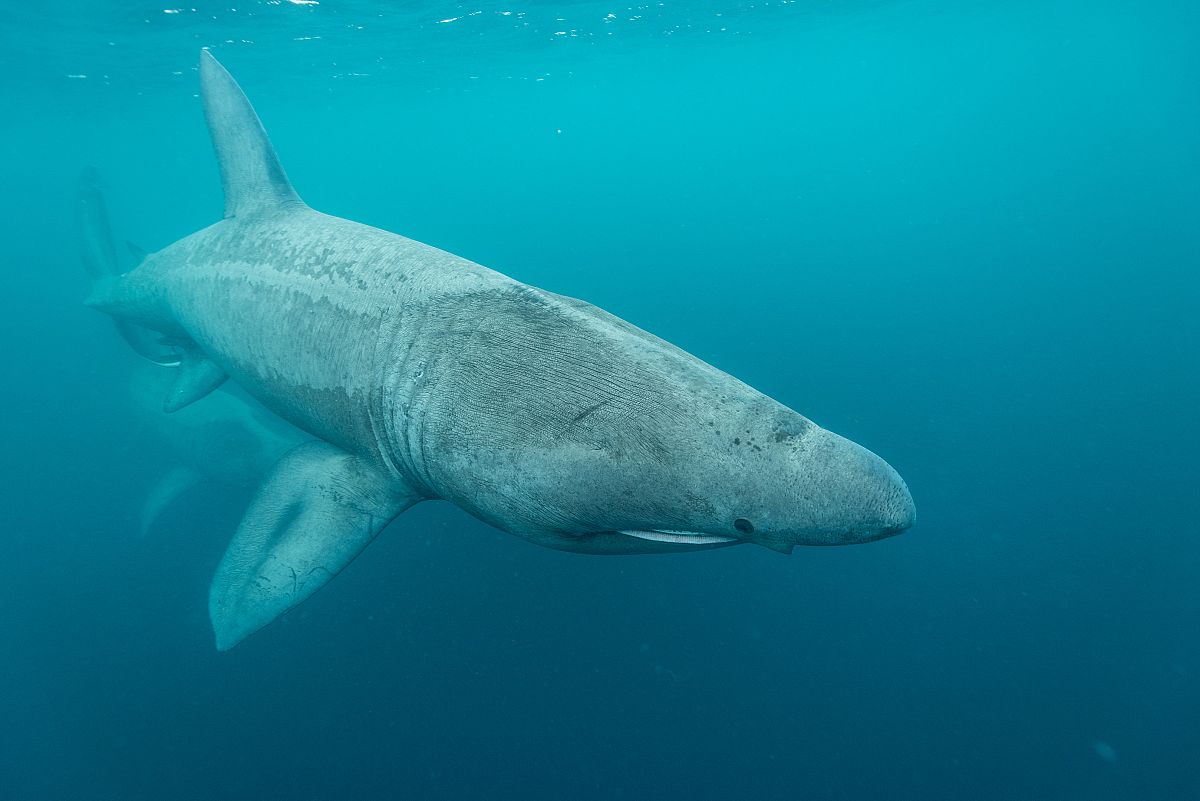Shark speed dating: Basking sharks go round in circles searching for ...