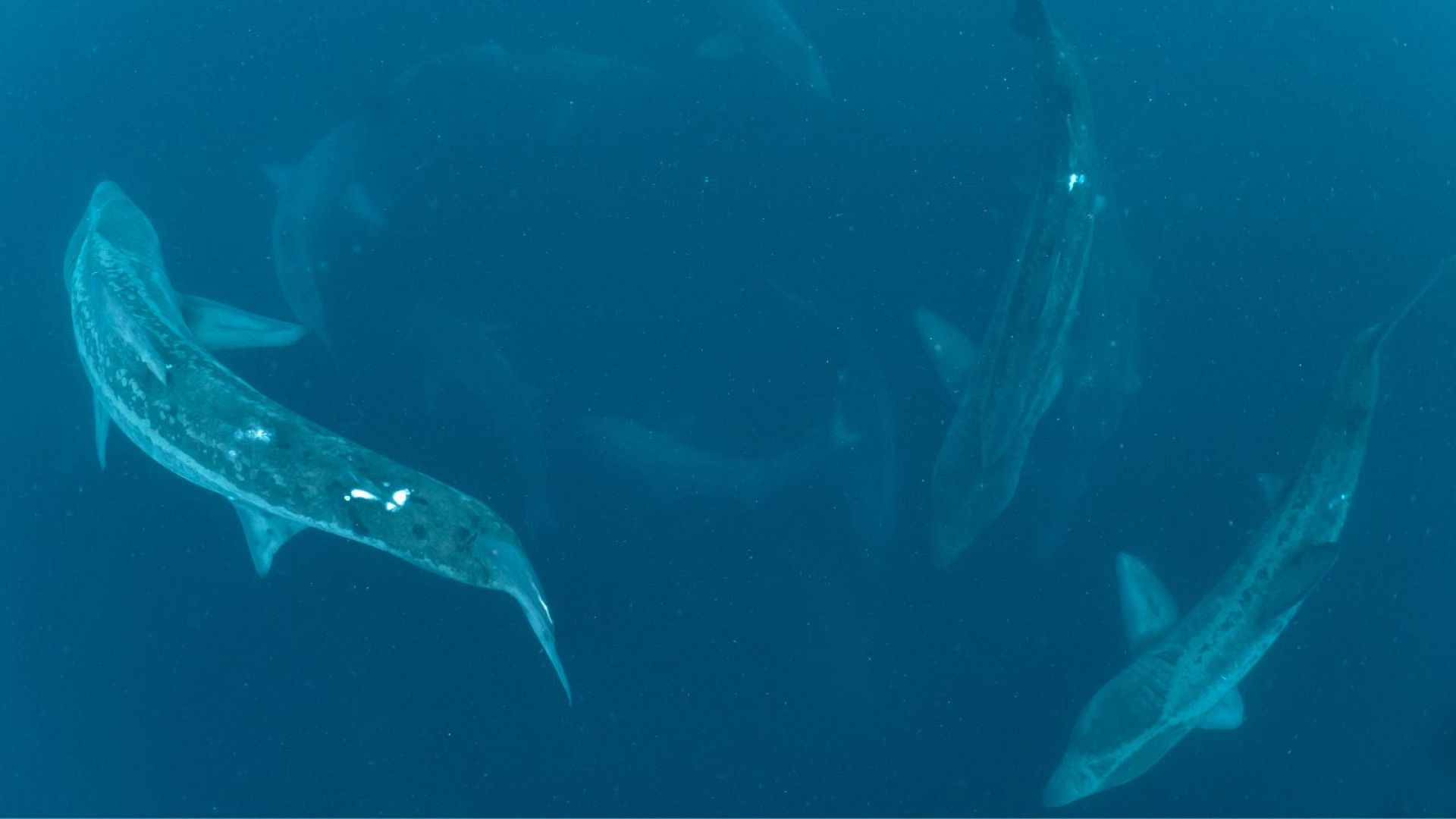 Shark speed dating: Basking sharks go round in circles searching for ...