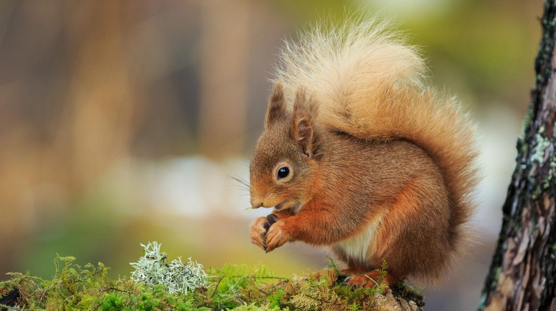 Red squirrels and autumn leaves: Brownsea Island is perfect for an ...
