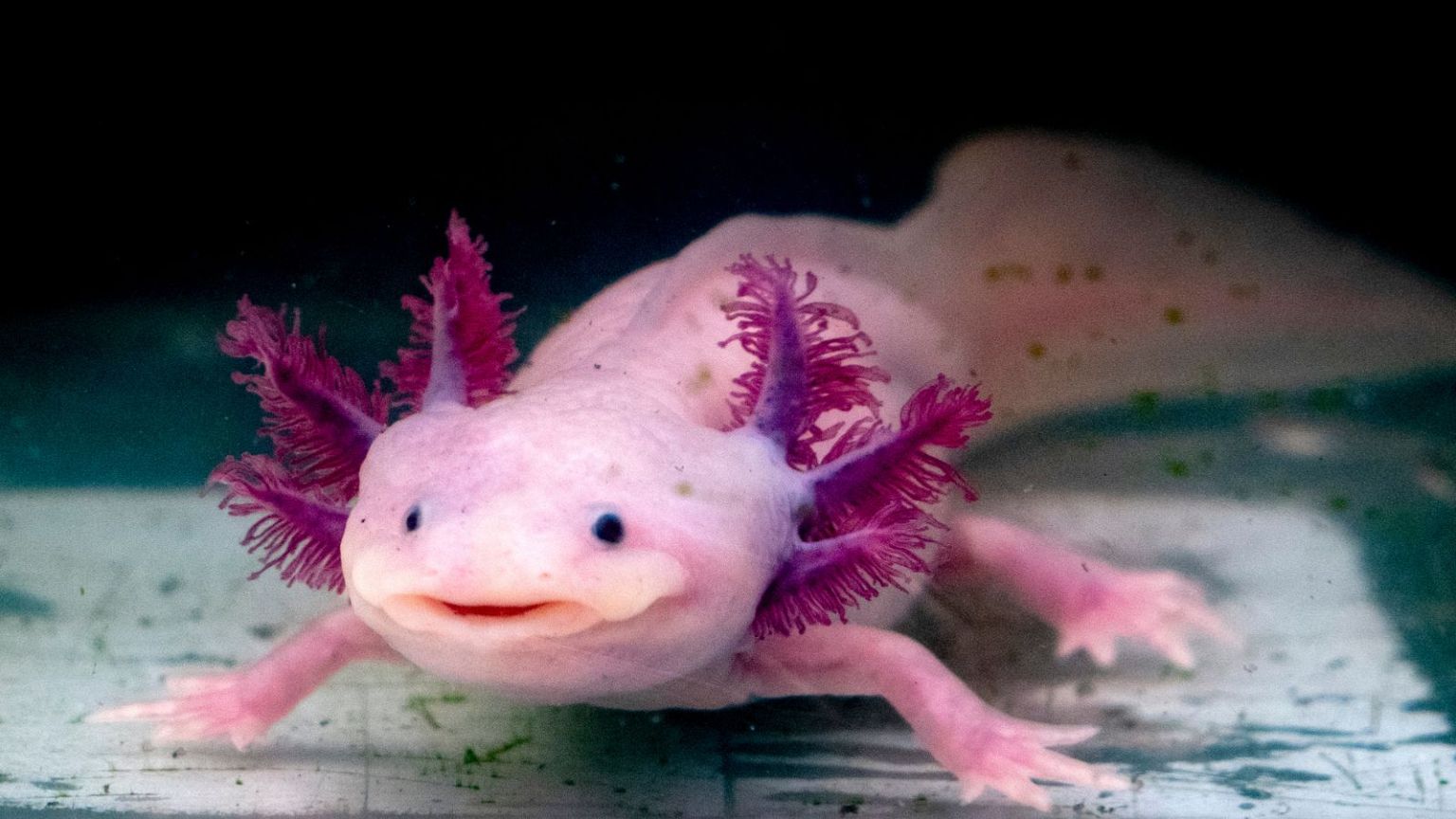 Salamanders can regrow lost body parts. Scientists think their secret ...
