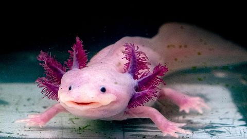 Salamanders can regrow lost body parts. Scientists think their secret ...