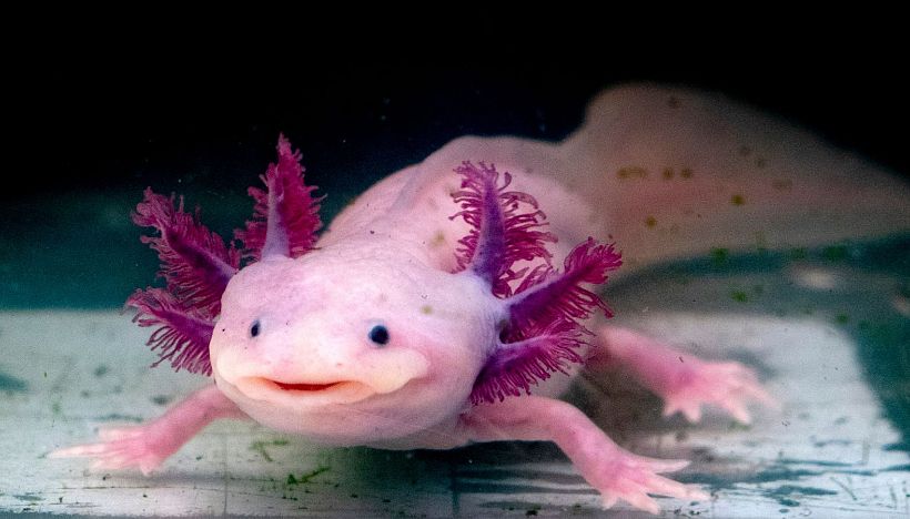 Salamanders can regrow lost body parts. Scientists think their secret ...