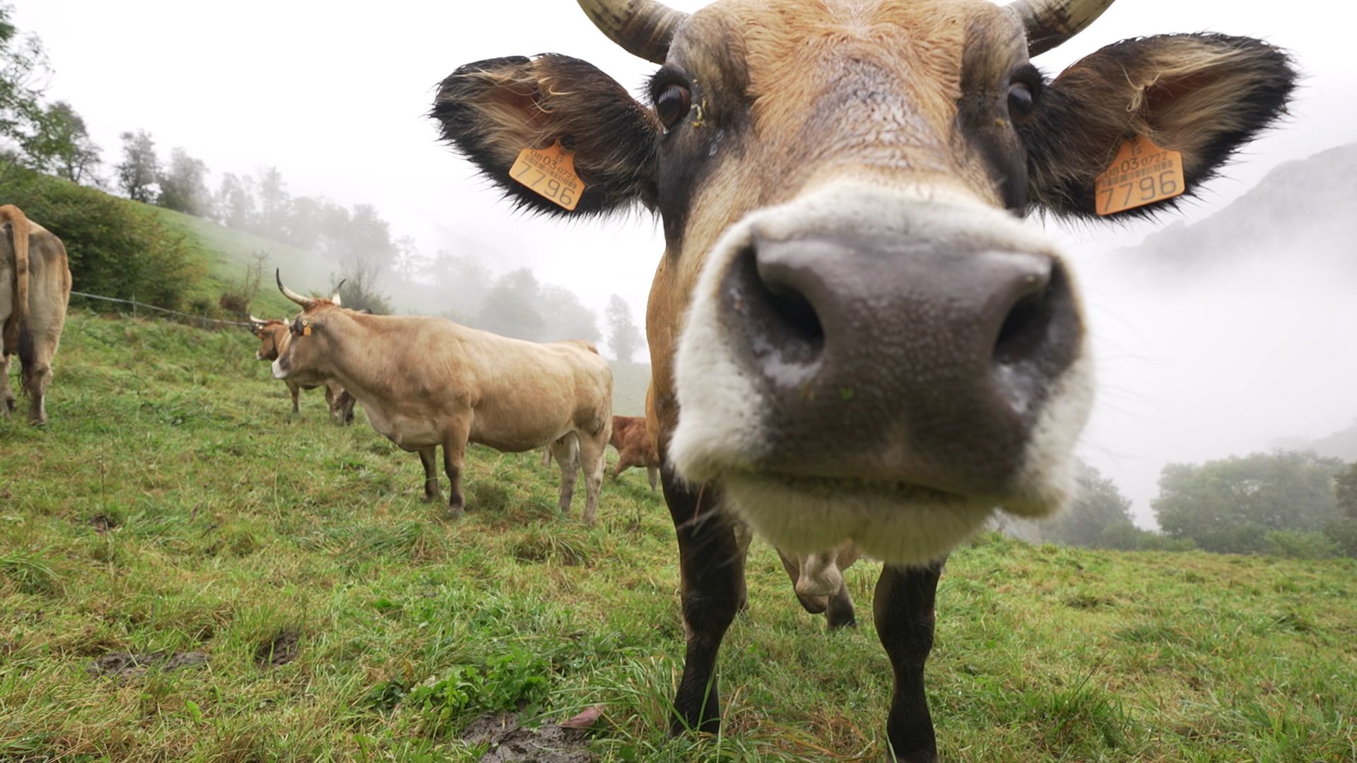 Field to plate: Spain's cattle rearing traditions passes down ...