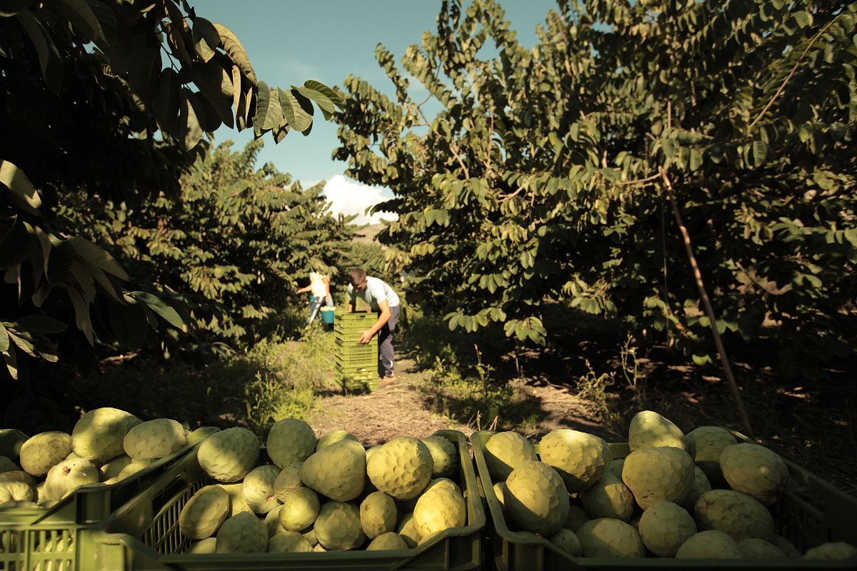 Spain’s subtropical fruit market is ripening, here’s why | Euronews