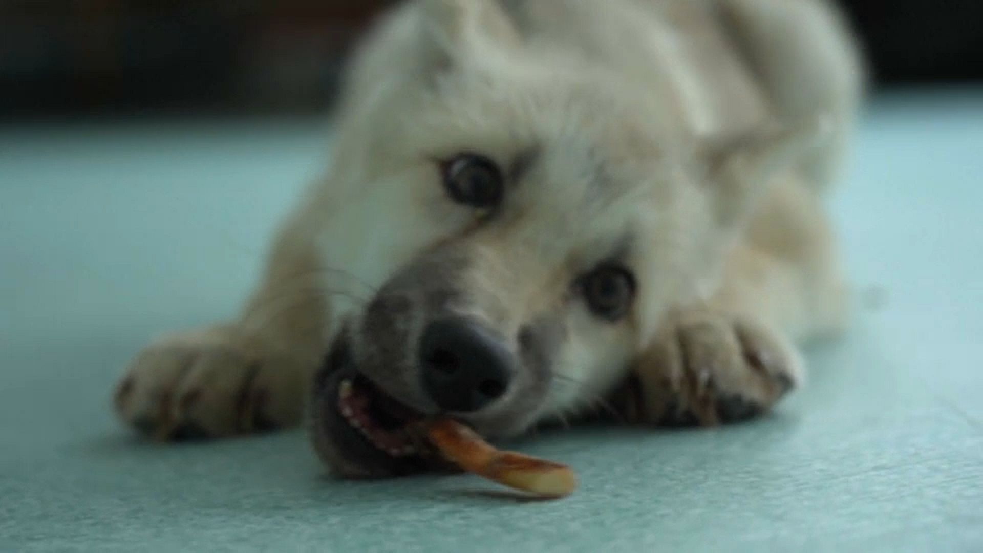 Video. Cloned Arctic wolf named Maya could help preserve endangered ...
