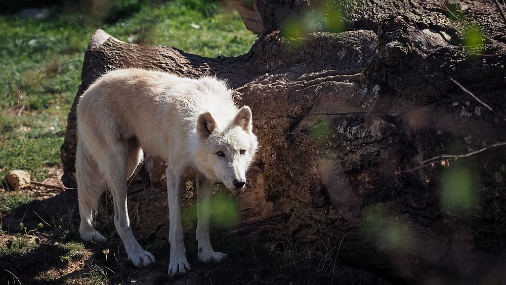Premiere für Maya, erster geklonter Wolf der Welt | Euronews