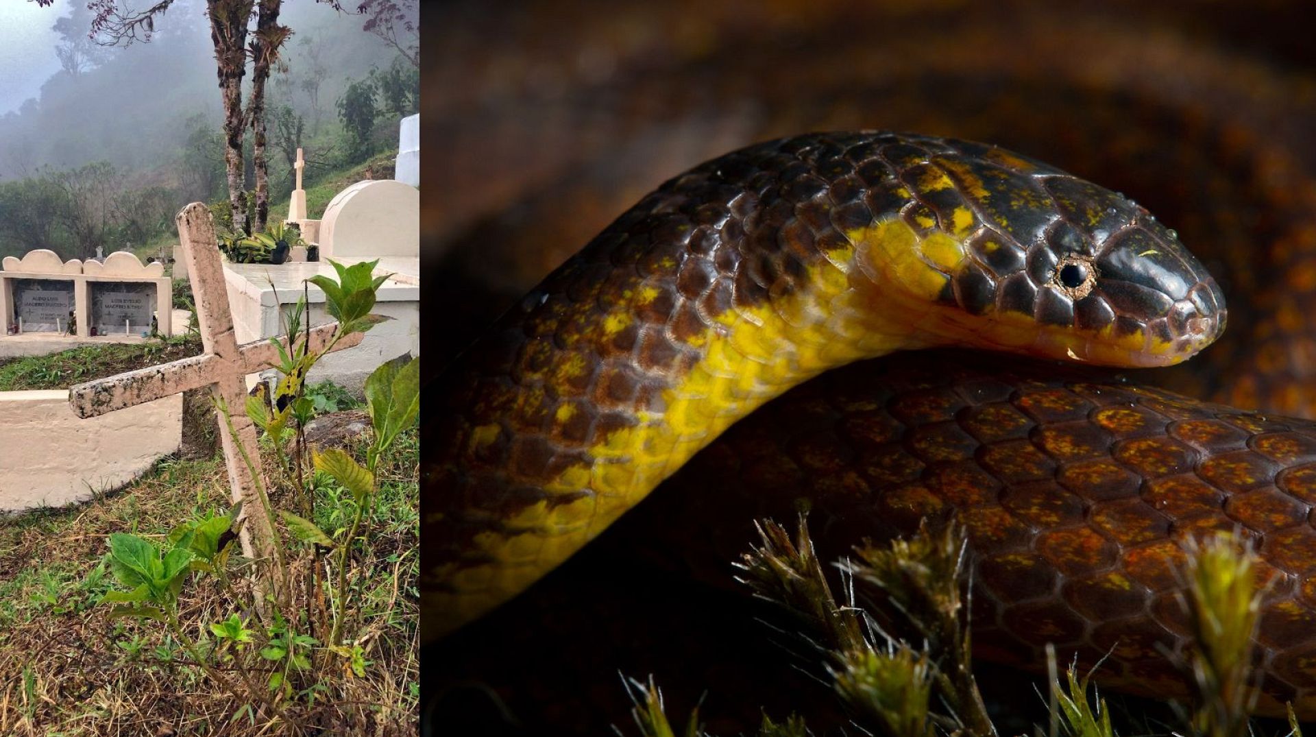 Three new snake species discovered living under graveyards and churches ...