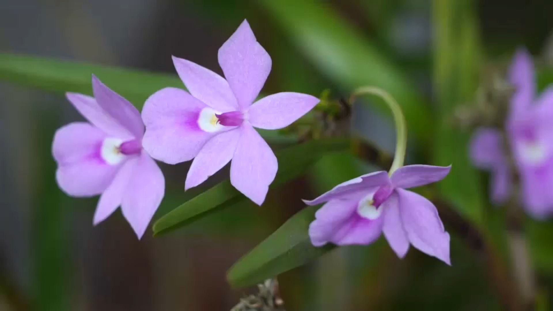 Colombia hace tributo a su flor emblemática con la Exposición Nacional ...