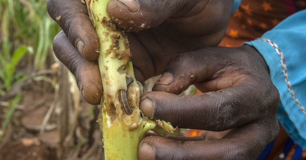 Army worms devastate maize fields in DR Congo's east | Africanews