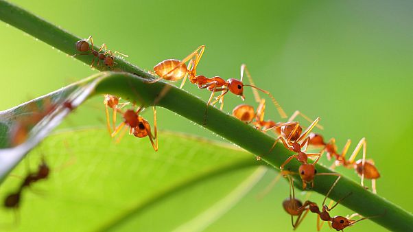 Researchers reveal that 20 quadrillion ants are crawling on the earth ...