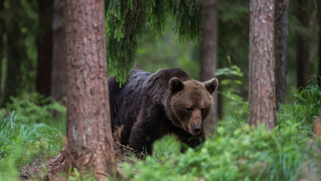 Wolves, bears and bison: 50 species make ‘spectacular’ comeback in ...