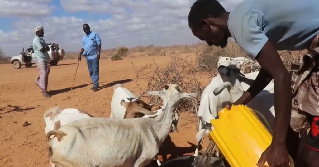 FAO: Peace is the sustainable solution to food insecurity | Africanews
