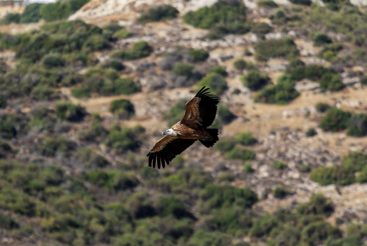 Spanish vultures released in Cyprus to boost numbers decimated by ...
