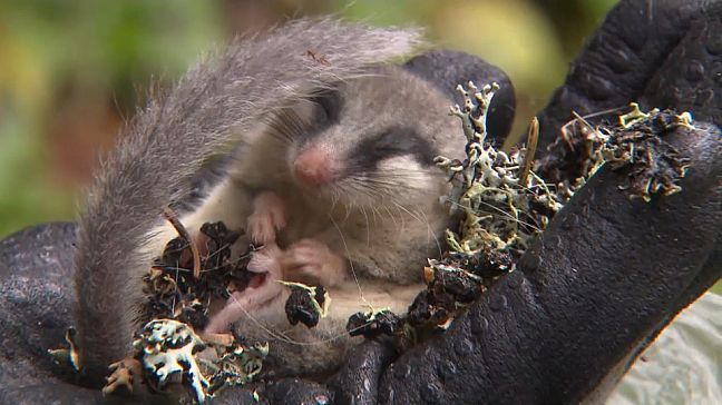 Arganaz raro encontrado na Áustria | Euronews