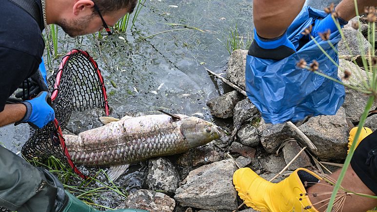 Oder river: Mass fish die-off in Germany-Poland river is blamed on ...