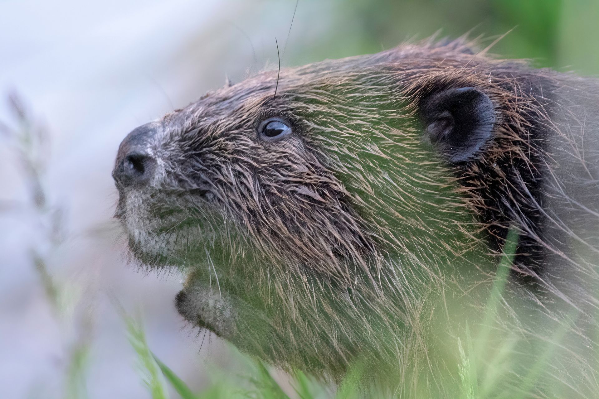 Beavers are now a protected species in England 400 years after they ...