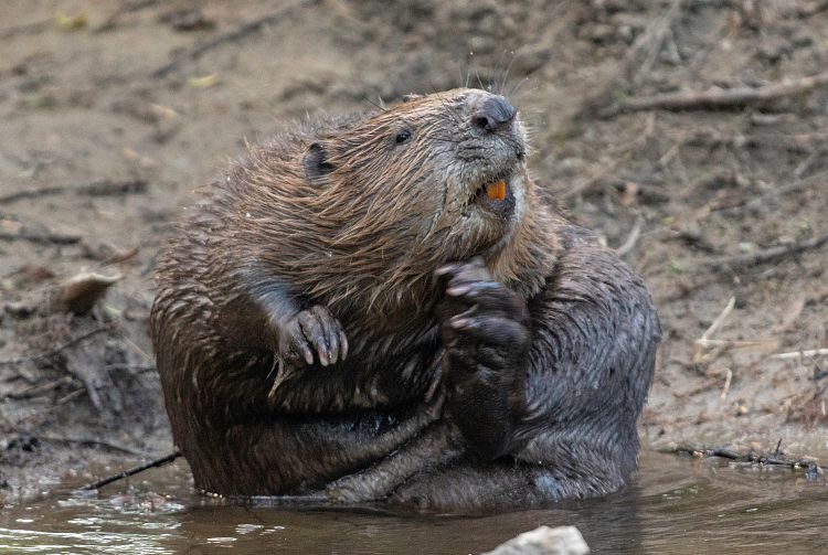 Beavers are now a protected species in England 400 years after they ...