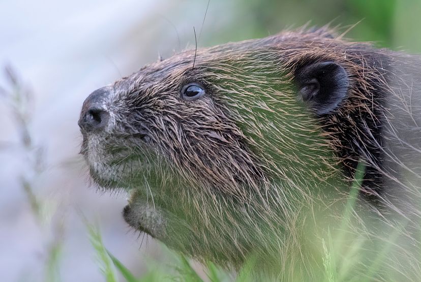 Beavers are now a protected species in England 400 years after they ...