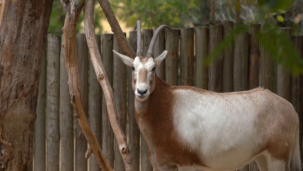 World Animal Day: Zoo announces birth of an extinct-in-the-wild oryx ...