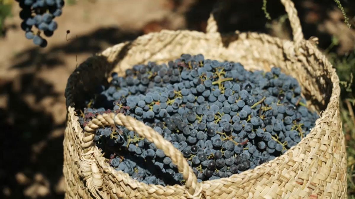 Exploring the rich tradition of winemaking in Azerbaijan | Euronews