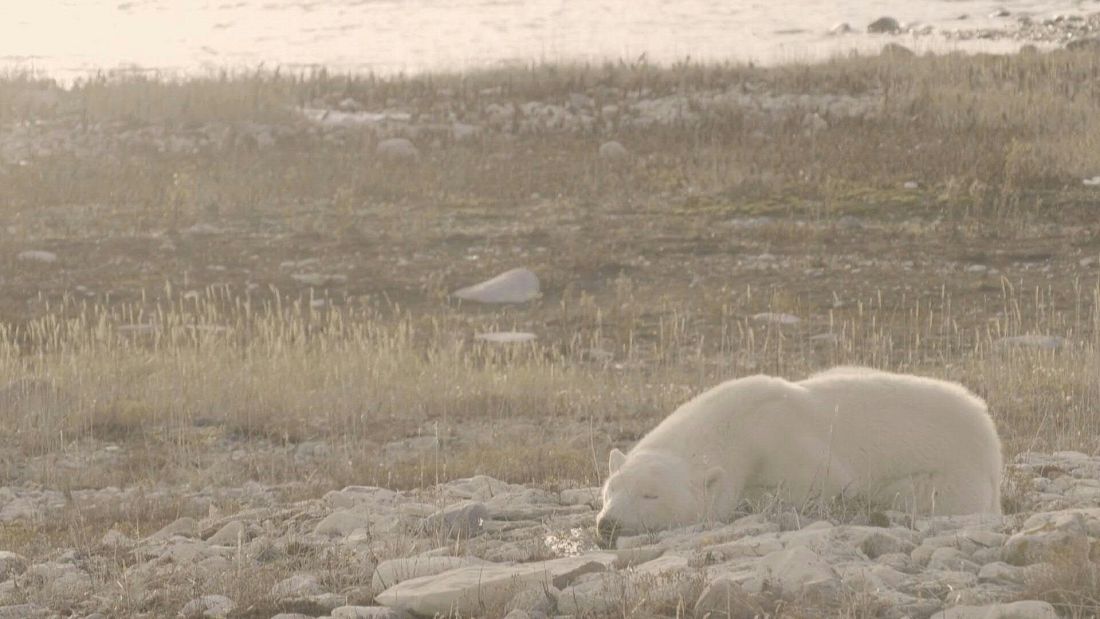 Polar bears lose up to 2kg per day as climate crisis bites | Euronews