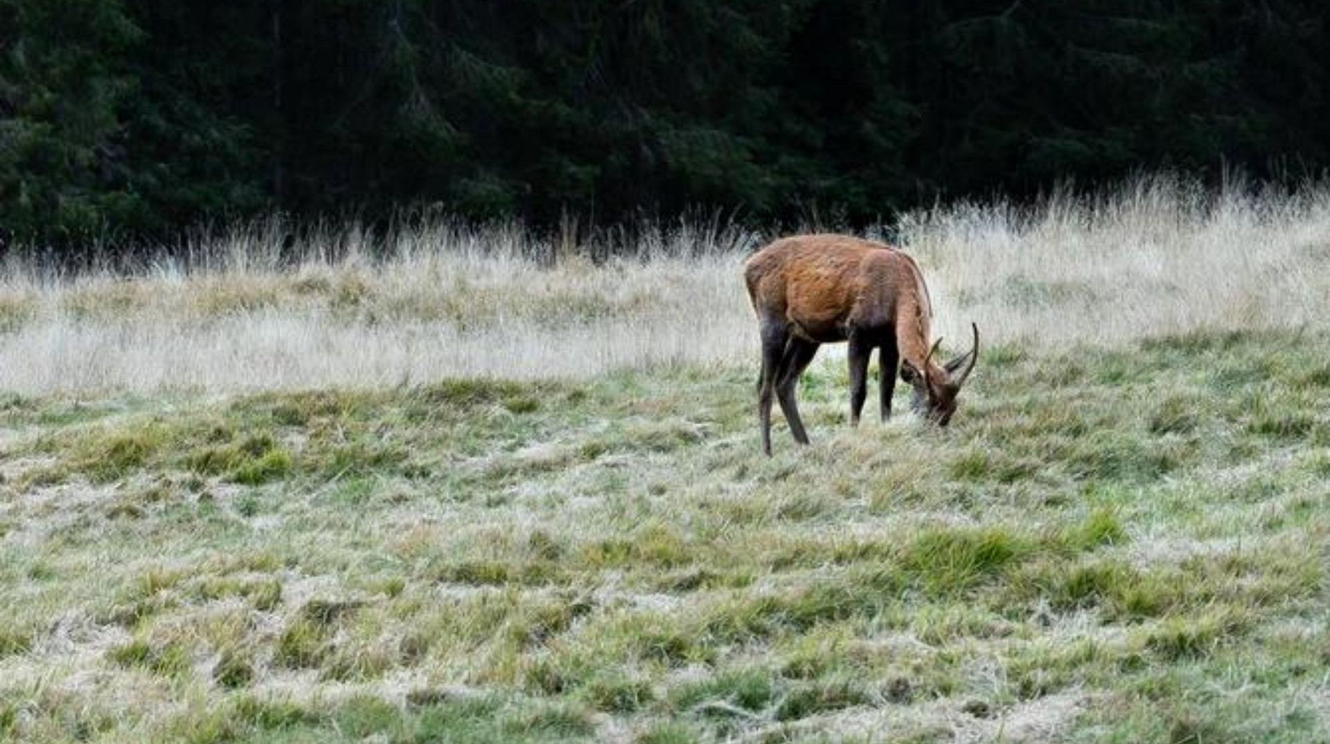 I tried 'forest bathing' in Italy: Everything you need to know about ...