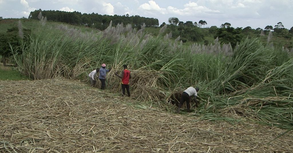 Uganda’s sugar exports have increased | Africanews