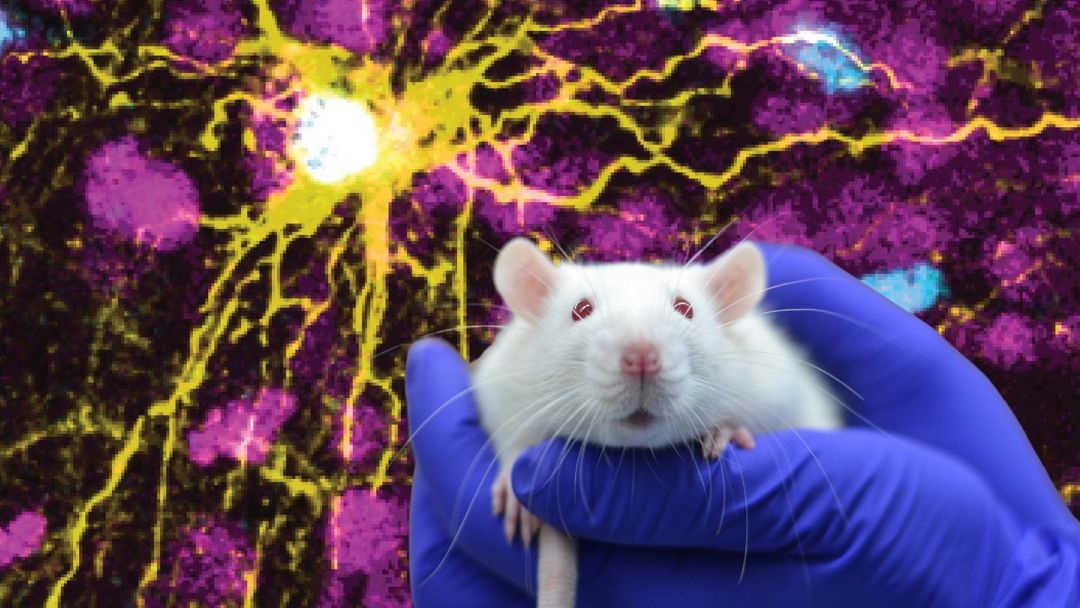 Scientists grow human 'mini brains' in baby rats to study disorders ...
