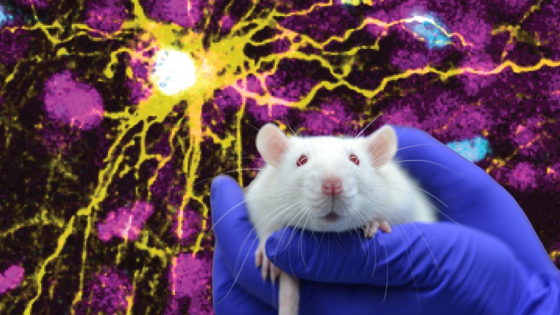 Scientists grow human 'mini brains' in baby rats to study disorders ...