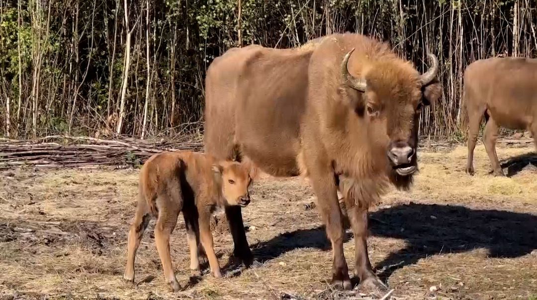 Wild baby bison born in the UK for first time in thousands of years ...