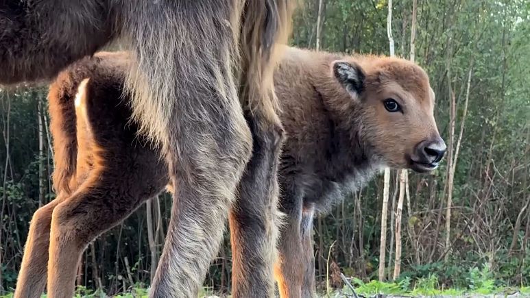 Wild baby bison born in the UK for first time in thousands of years ...
