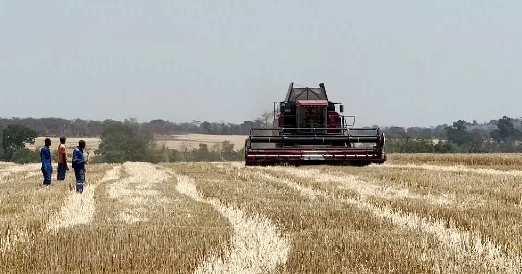 Zimbabwe: Record breaking wheat harvest expected this year | Africanews