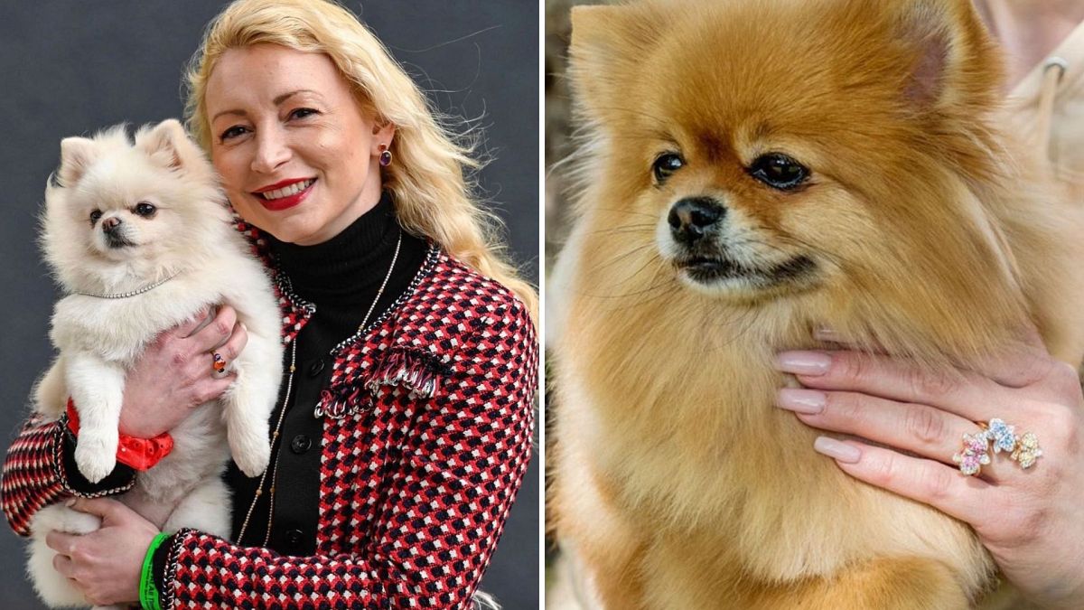 Diamonds for dogs: Meet the jeweller who created this €755,000 dog ...