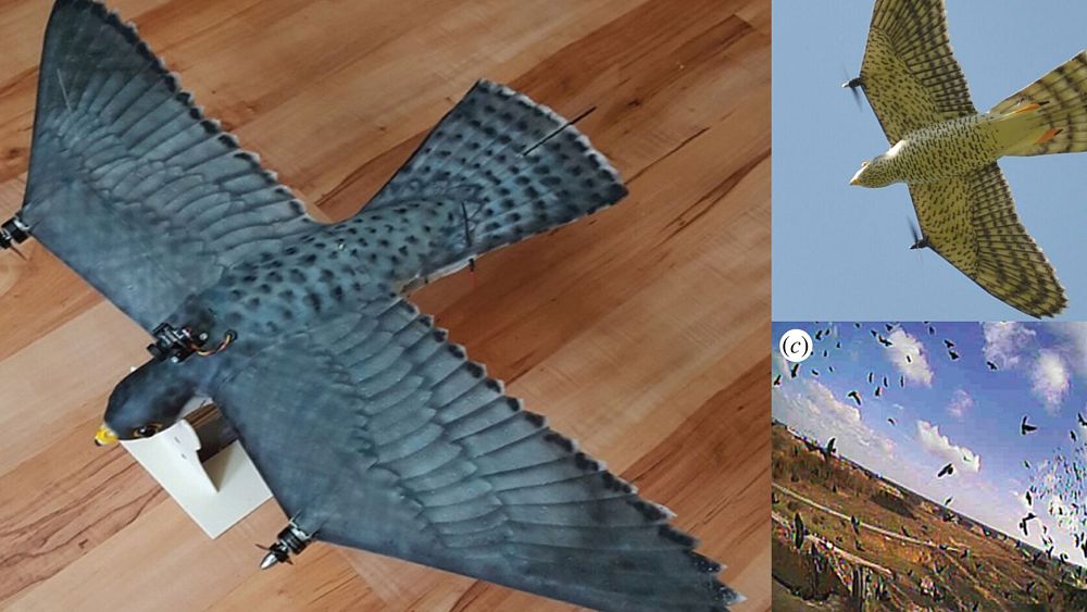 This drone falcon might stop your flight from being delayed one day ...