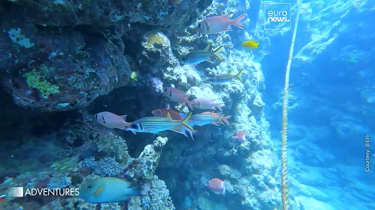 Divers delight in Jeddah's spectacular Red Sea coast | Euronews