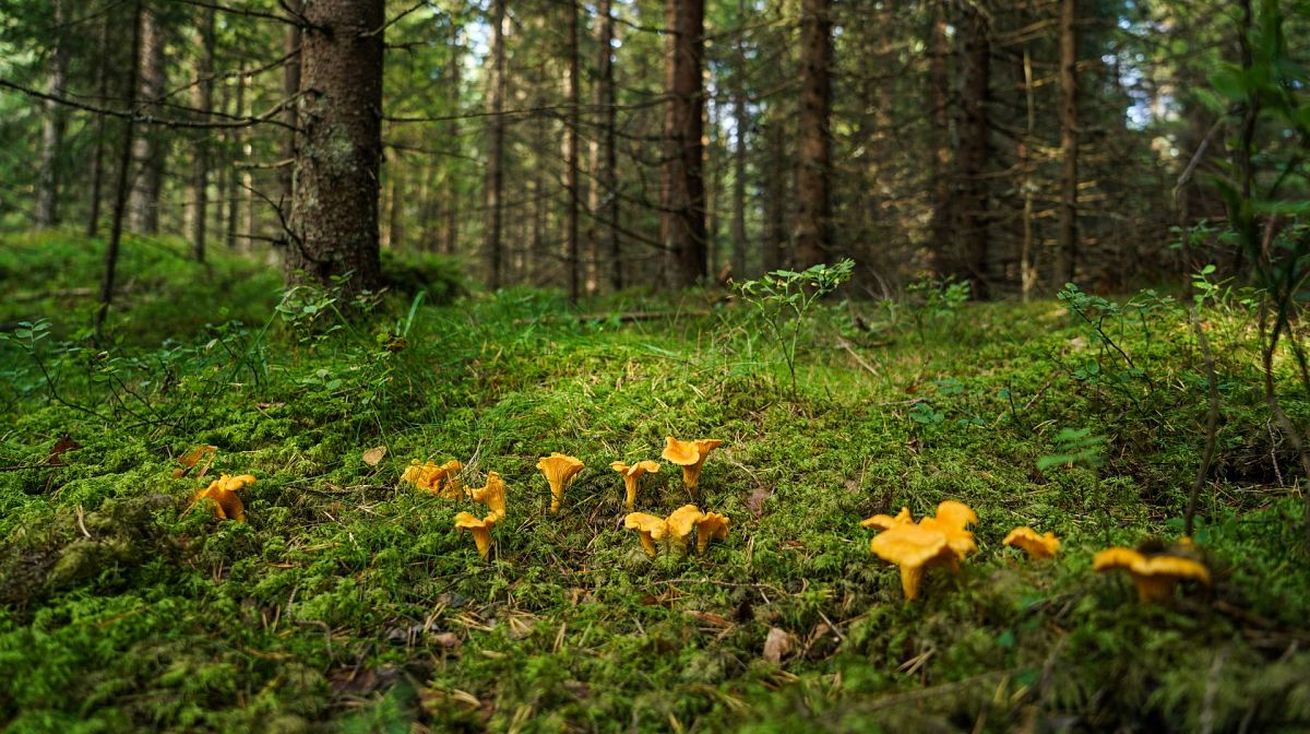 Fungi foraging: 5 safe and edible wild mushrooms to look out for | Euronews